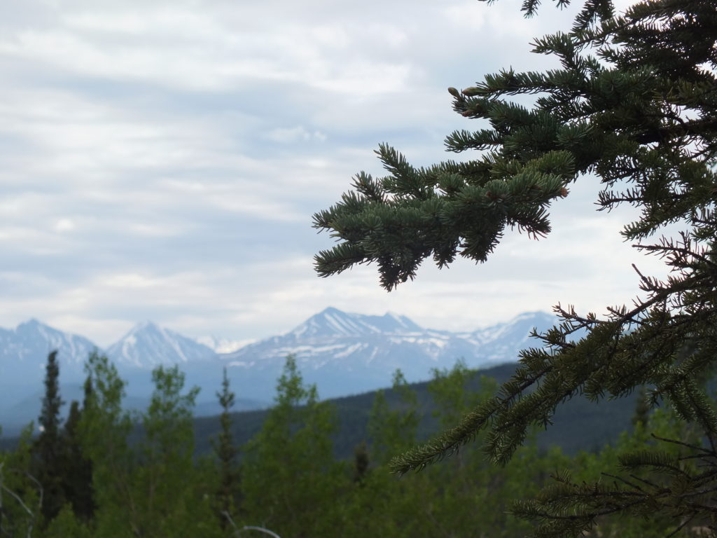 Tree-Friend - Ascension Lutheran Church